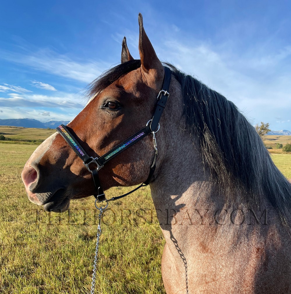 Roanin Mywhiskey "Theo" | Thehorsebay.com