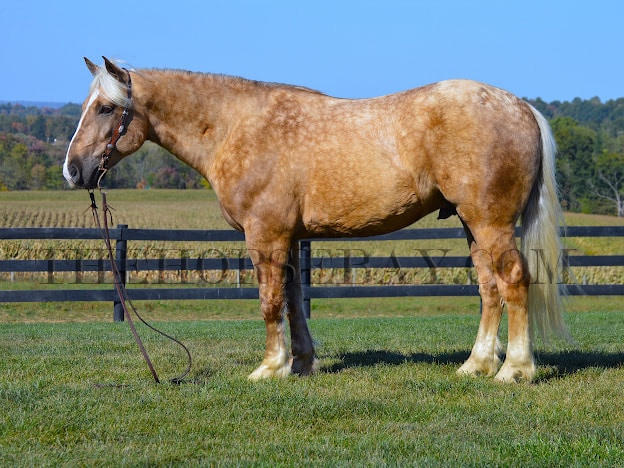 Maverick | Quarter Horse and Draft Horse Cross | Thehorsebay.com