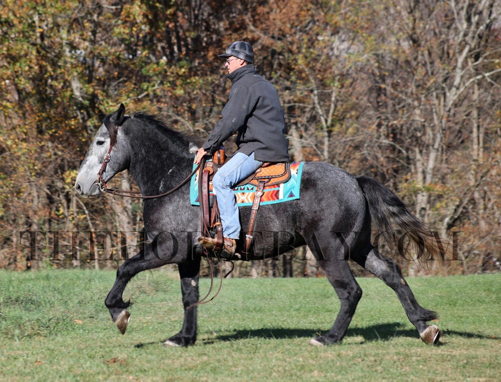 Axton | Thehorsebay.com