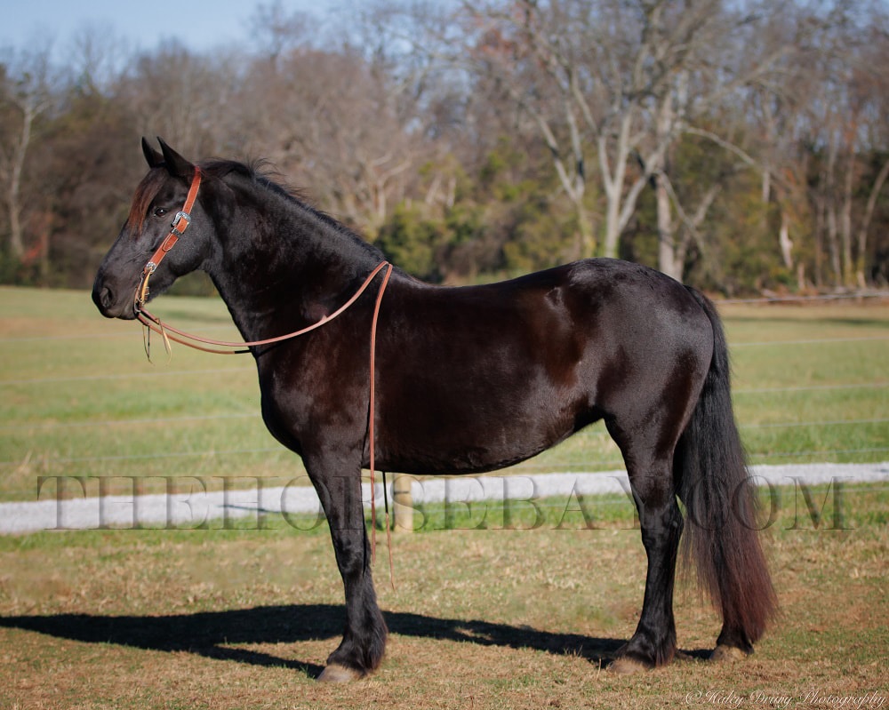 Fritz P’s Jolene “Jolene” | Thehorsebay.com