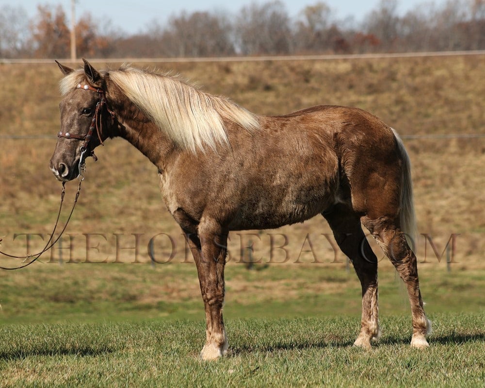KitKat | Thehorsebay.com