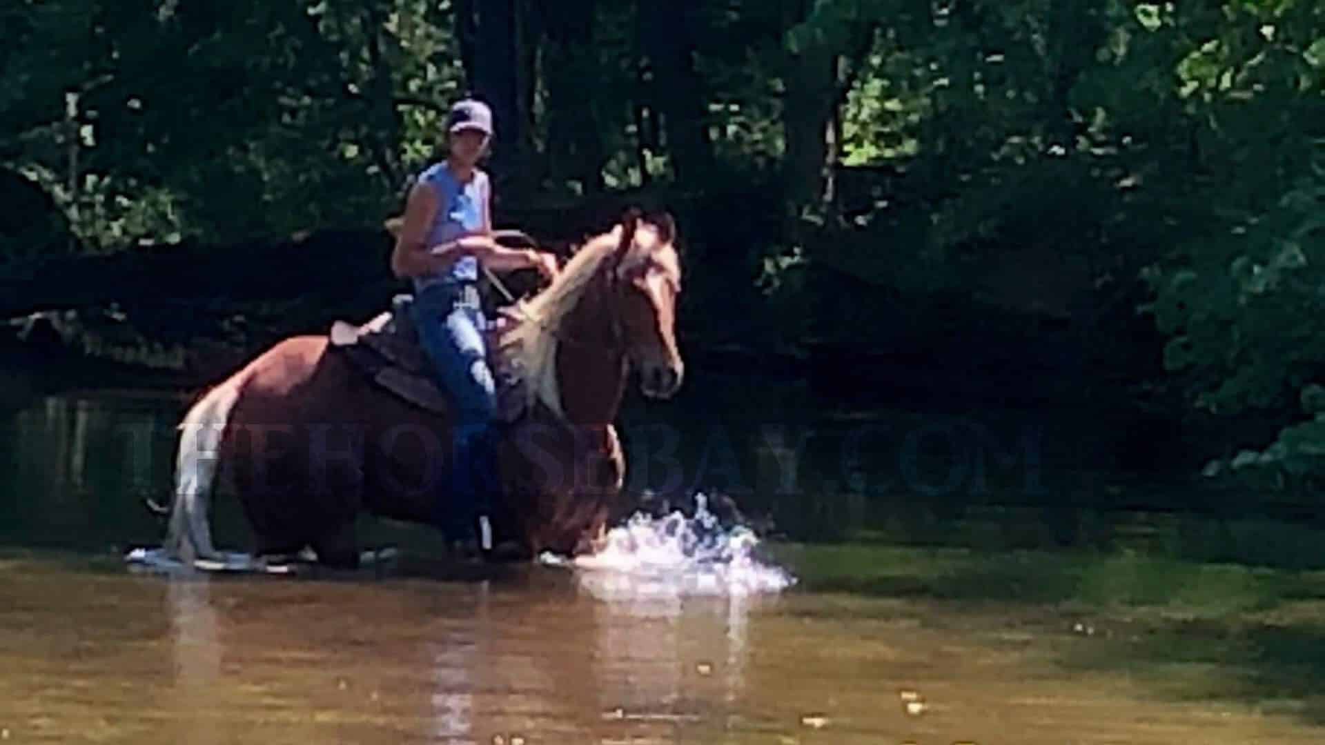 Harmonic Convergence "Thor" | Thehorsebay.com