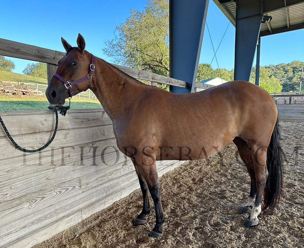 Shesa Travelin Rebel "Dunnie" | Registered Quarter-Horse | Thehorsebay.com