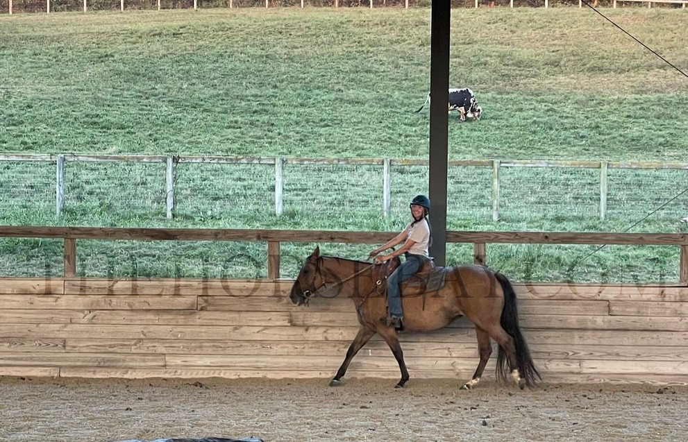 Shesa Travelin Rebel "Dunnie" | Registered Quarter-Horse | Thehorsebay.com