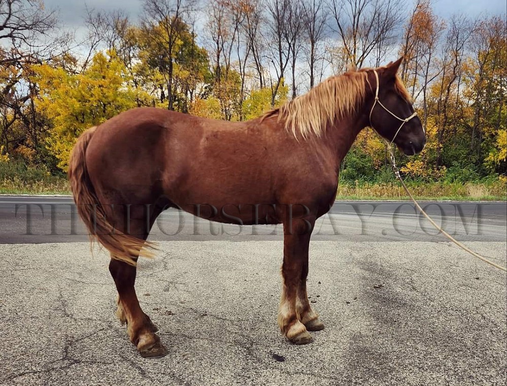Jake | Belgian Cross Gelding | Thehorsebay.com