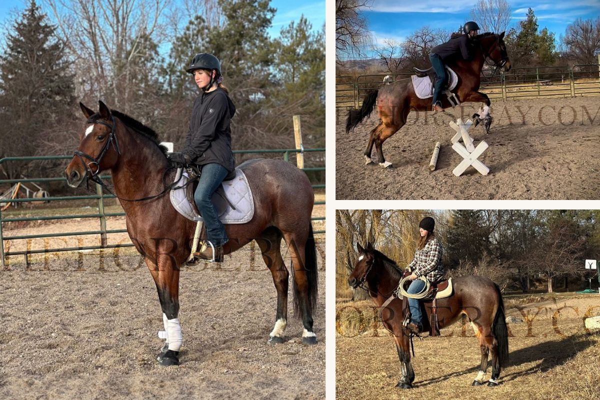 Roany | Bay Roan for Sale | Thehorsebay.com