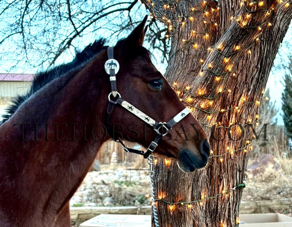 Roany | Bay Roan for Sale | Thehorsebay.com