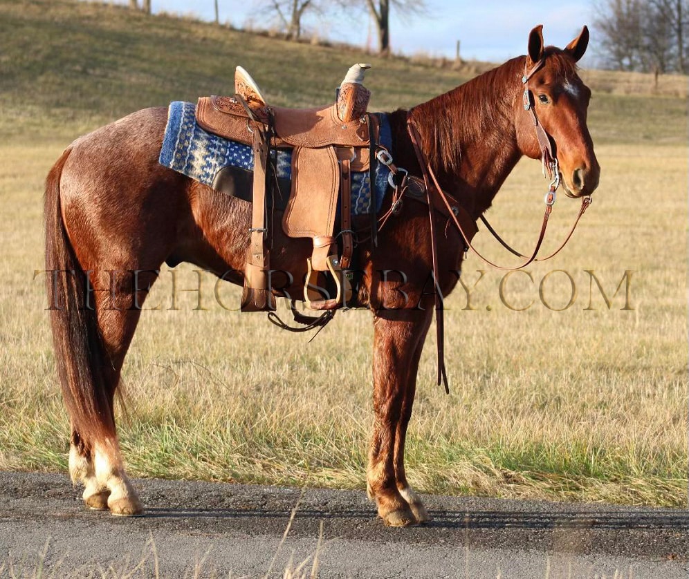 BACK ROWDY BLUE HEIR “Rowdy” | Thehorsebay.com