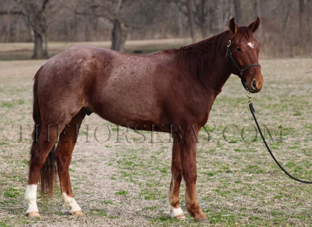 BACK ROWDY BLUE HEIR “Rowdy” | Thehorsebay.com