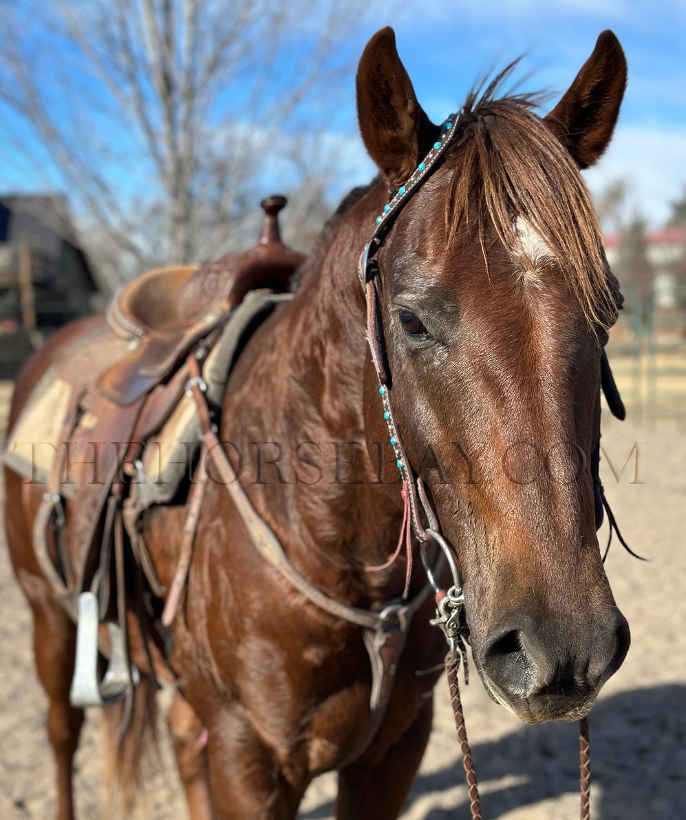 Whitfields Gunner "Poudre" | Registered Quarter Horse | Thehorsebay.com