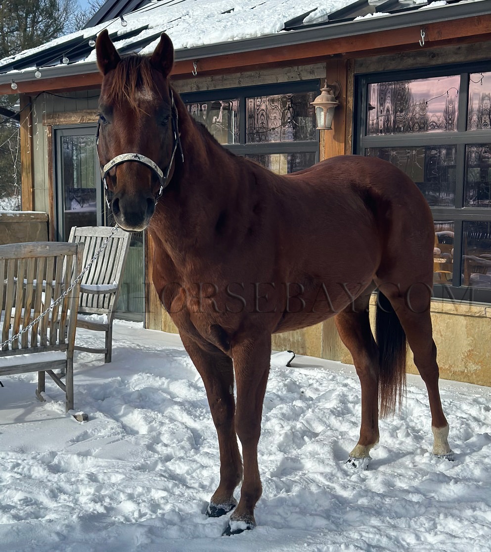 Whitfields Gunner "Poudre" | Registered Quarter Horse | Thehorsebay.com