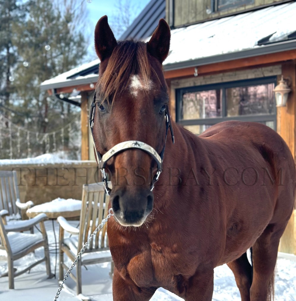 Whitfields Gunner "Poudre" | Registered Quarter Horse | Thehorsebay.com