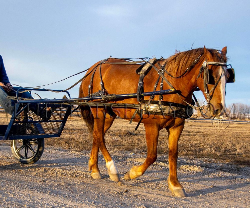 Rare Colombian Whiskey | Thehorsebay.com