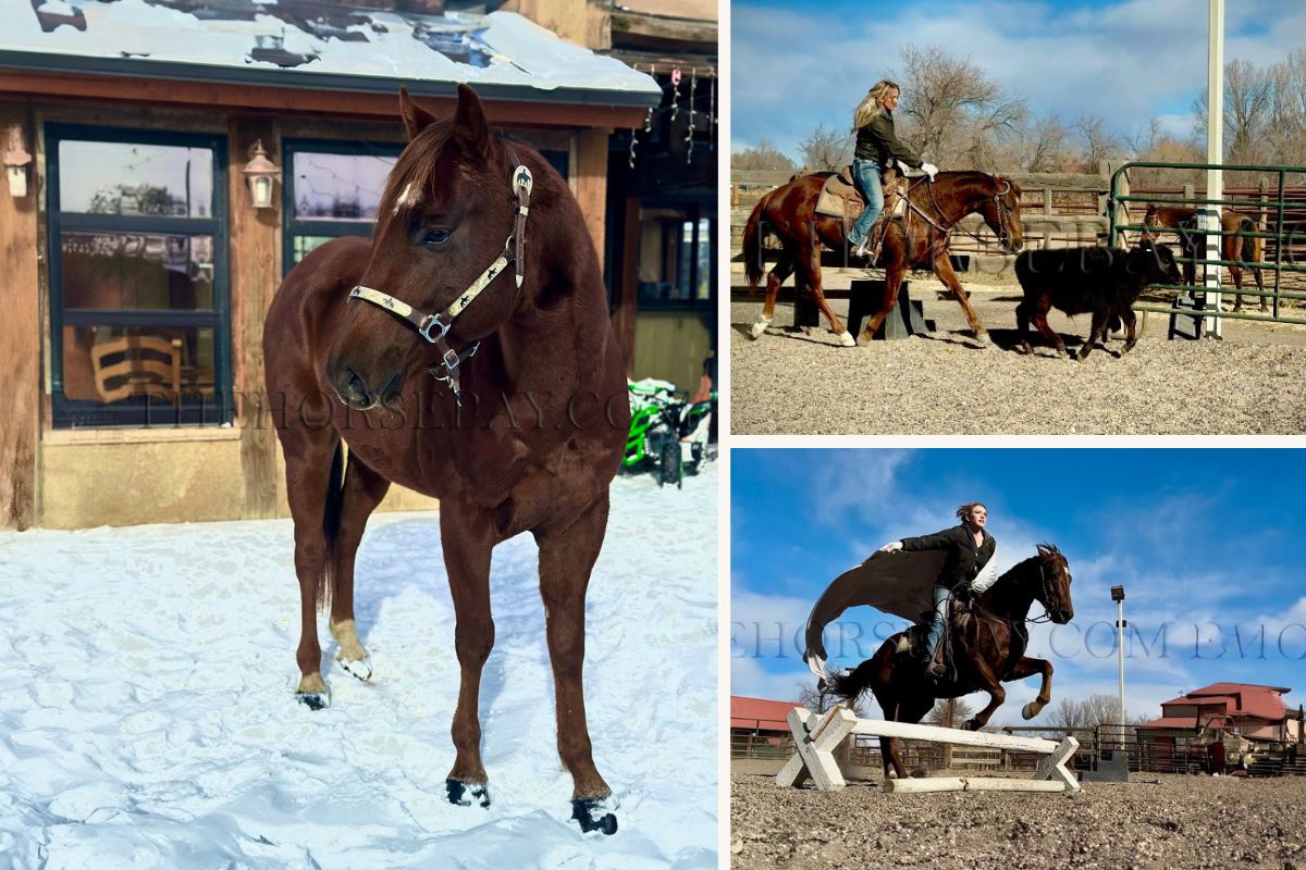 Whitfields Gunner "Poudre" | Registered Quarter Horse | Thehorsebay.com