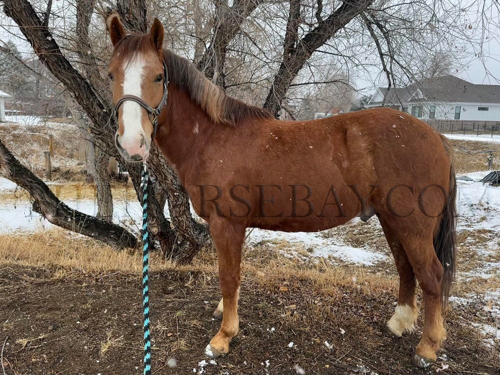 Rare Colombian Whiskey | Thehorsebay.com