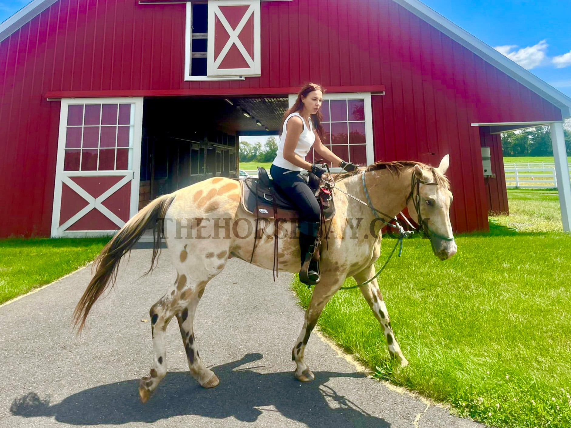 SHAS Double Feature | Buckskin AppaloosaThehorsebay.com