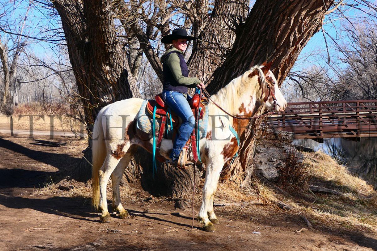 Gelatah | Spotted Saddle Horse | Thehorsebay.com