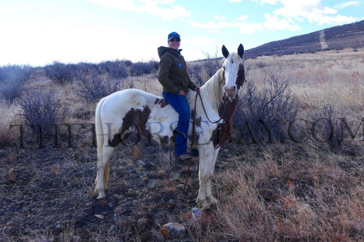 Gelatah | Spotted Saddle Horse | Thehorsebay.com