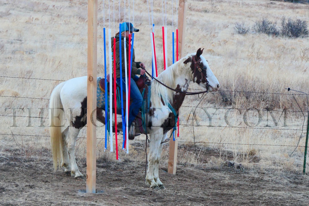 Gelatah | Spotted Saddle Horse | Thehorsebay.com