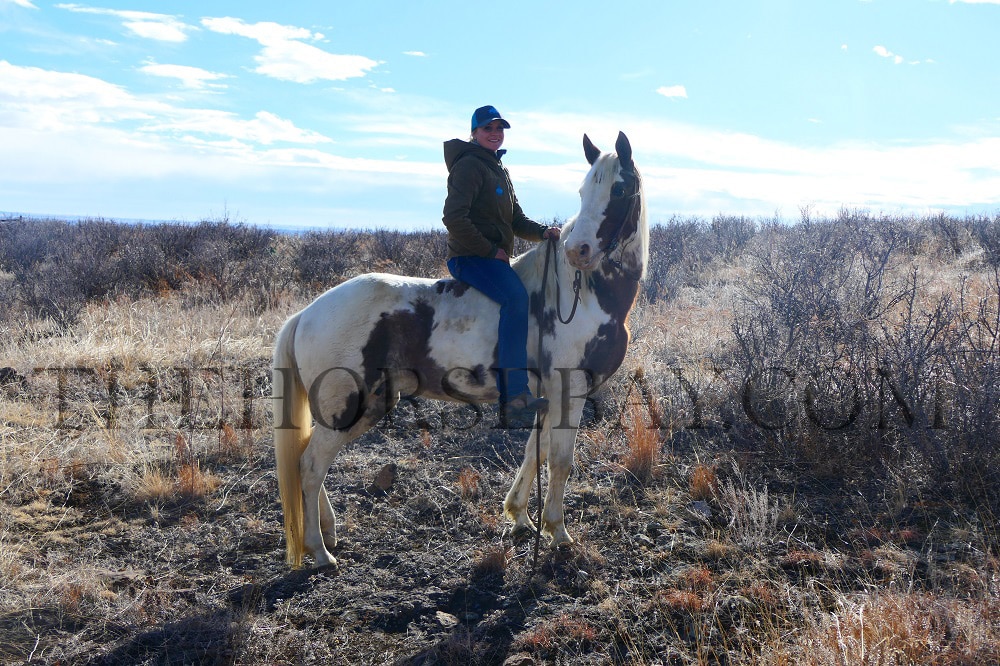 Gelatah | Spotted Saddle Horse | Thehorsebay.com
