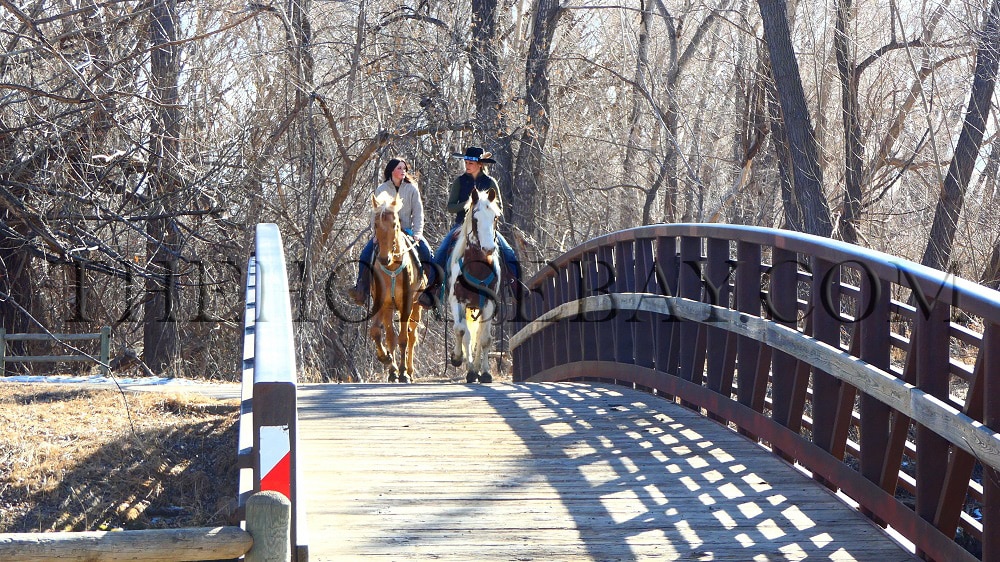 Gelatah | Spotted Saddle Horse | Thehorsebay.com