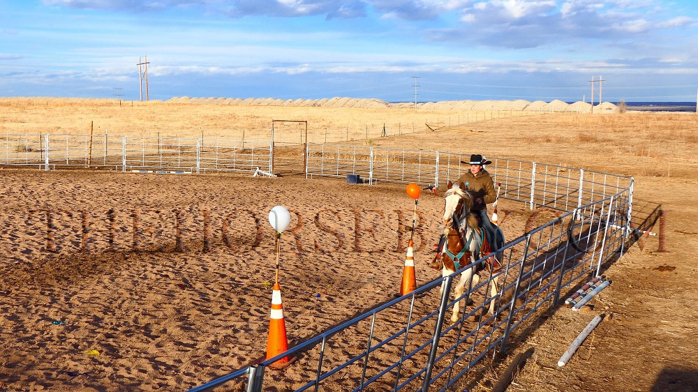 Gelatah | Spotted Saddle Horse | Thehorsebay.com