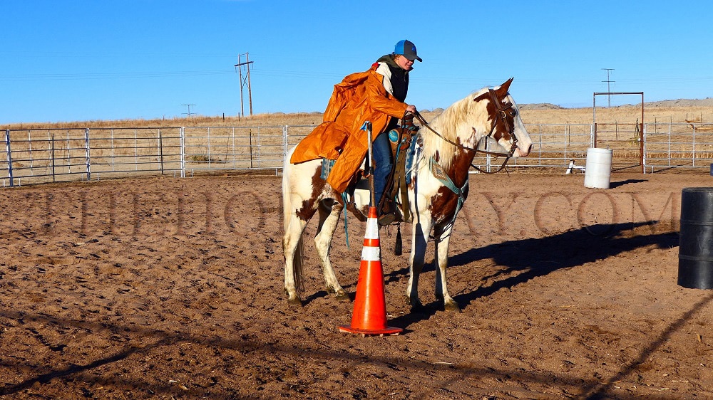 Gelatah | Spotted Saddle Horse | Thehorsebay.com