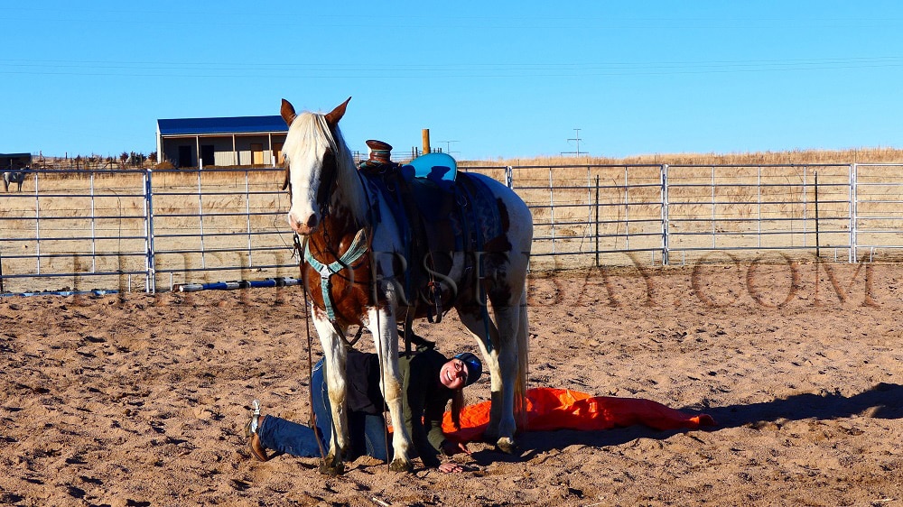 Gelatah | Spotted Saddle Horse | Thehorsebay.com