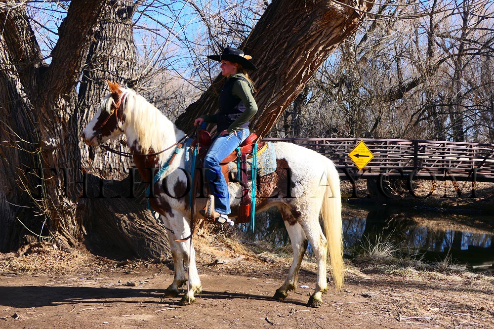 Gelatah | Spotted Saddle Horse | Thehorsebay.com