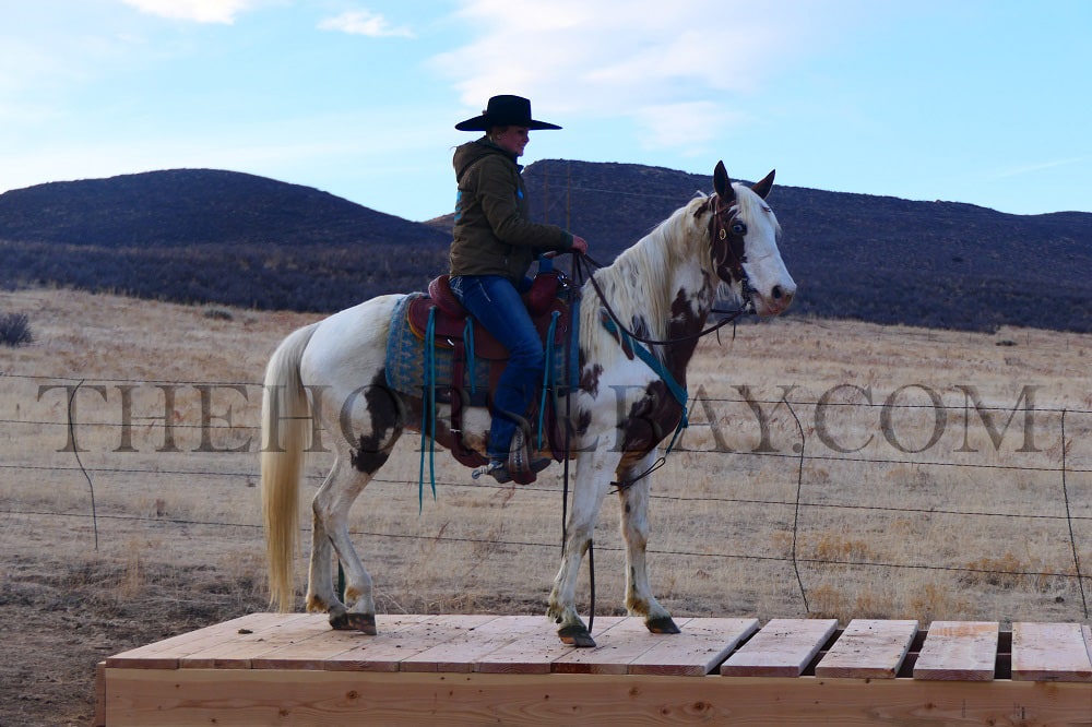 Gelatah | Spotted Saddle Horse | Thehorsebay.com