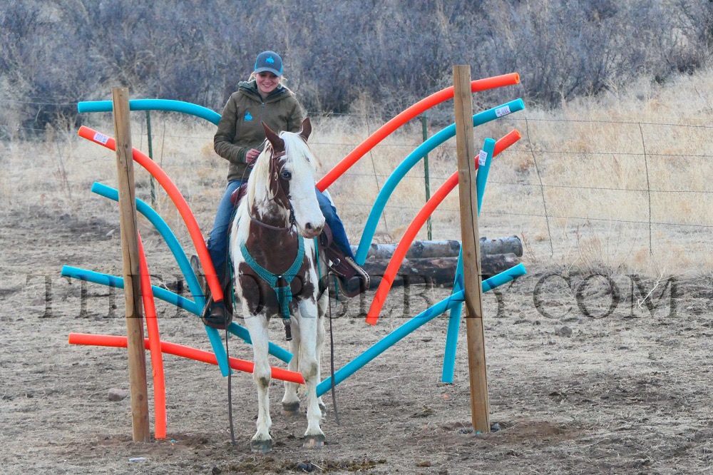 Gelatah | Spotted Saddle Horse | Thehorsebay.com
