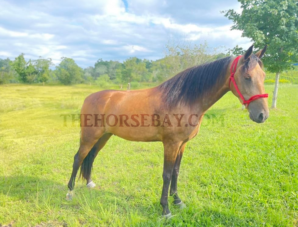 Mocha Joe | Thehorsebay.com