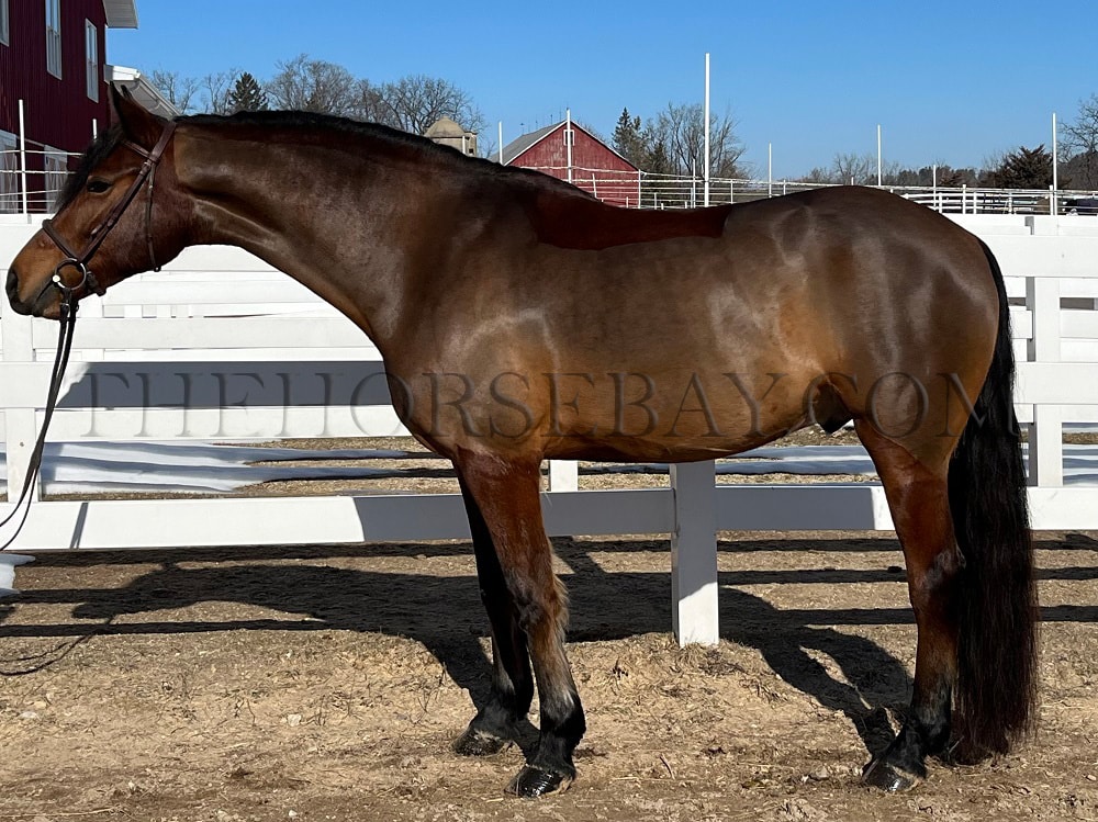 Koda | Thehorsebay.com