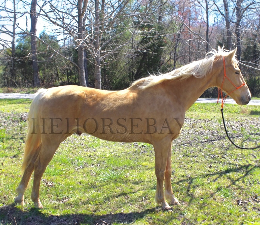 Rusty | Thehorsebay.com