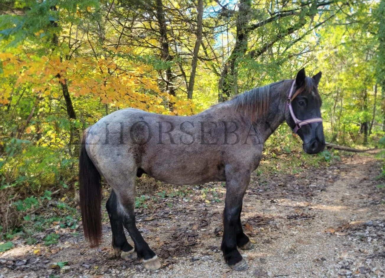 Azul | Blue Roan Gelding | Thehorsebay.com