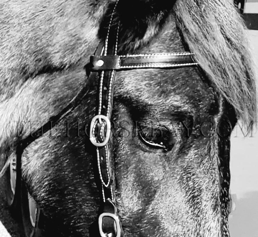 Azul | Blue Roan Gelding | Thehorsebay.com