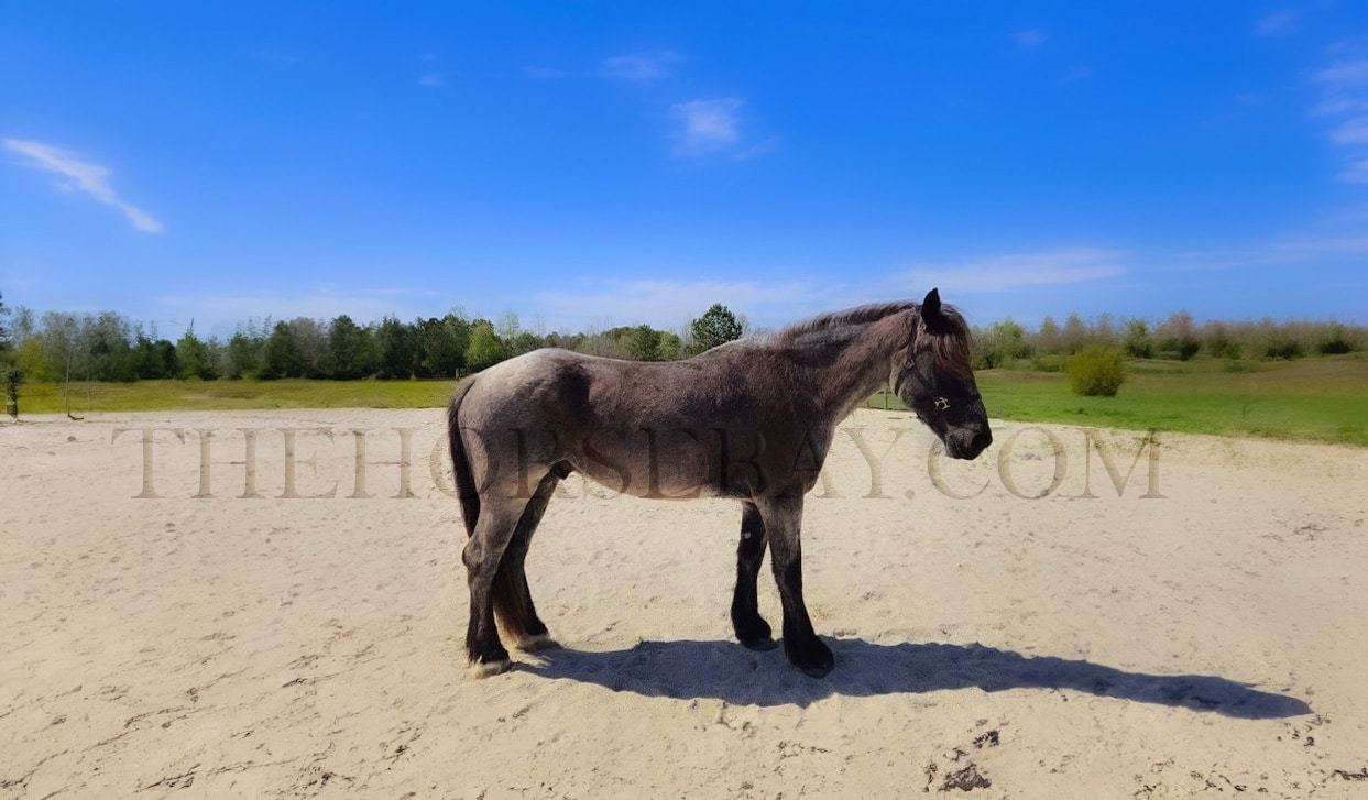 Azul | Blue Roan Gelding | Thehorsebay.com
