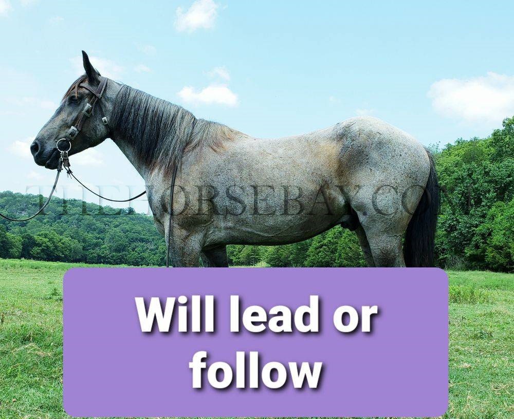 Azul | Blue Roan Gelding | Thehorsebay.com