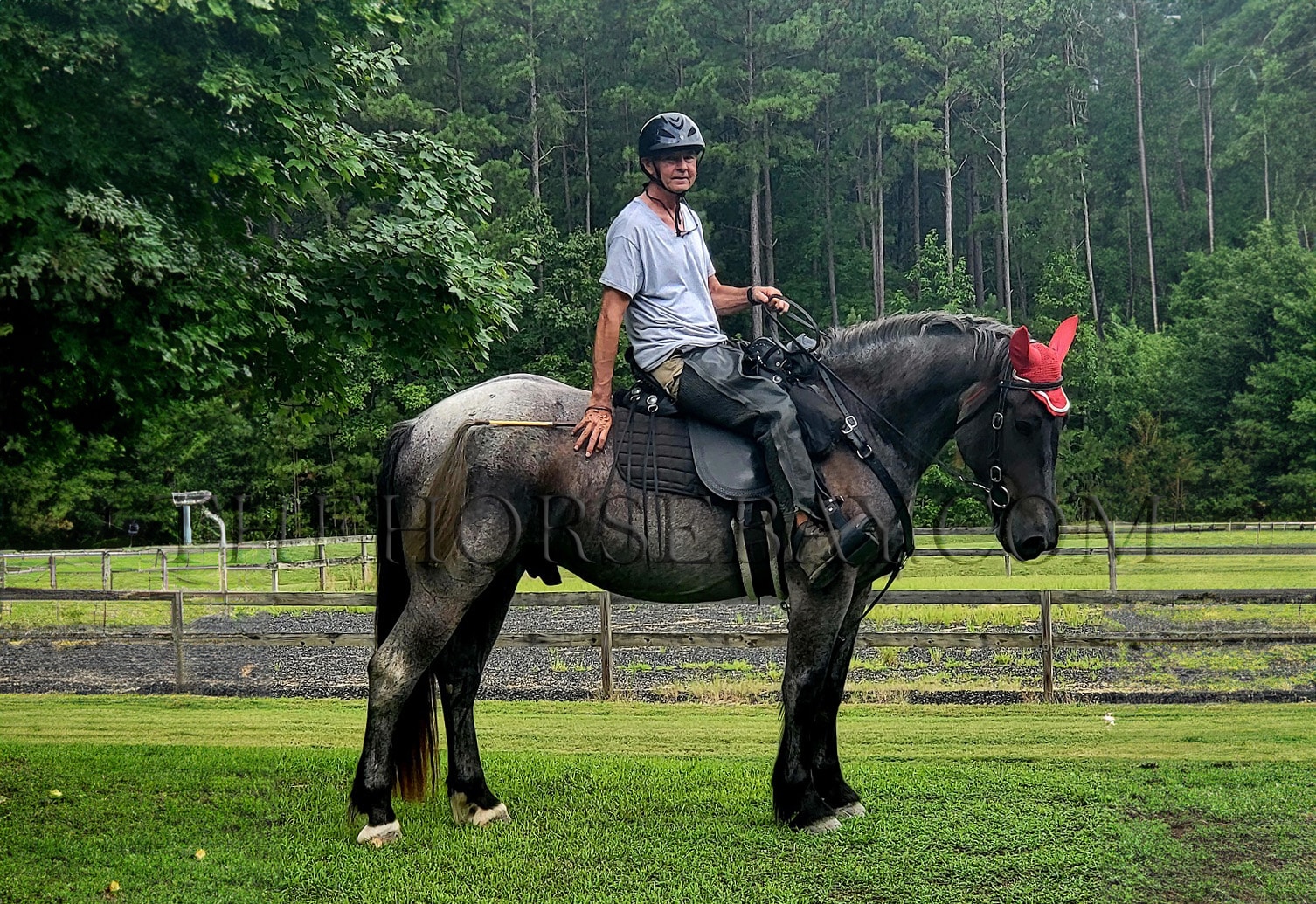 Azul | Blue Roan Gelding | Thehorsebay.com