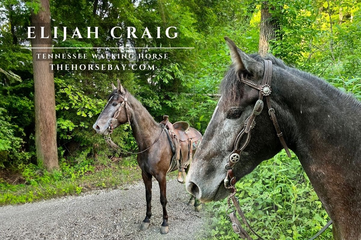 Elijah Craig | Tennessee Walking Horse | Thehorsebay.com