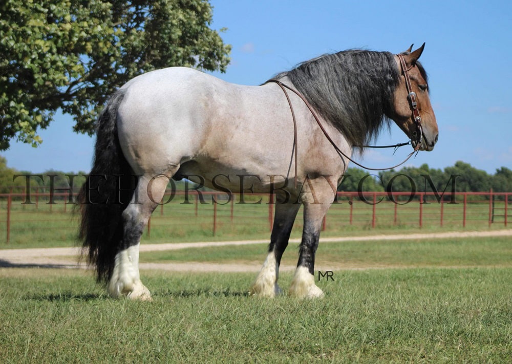 CONWAY | Bay Roan Percheron | Thehorsebay.com