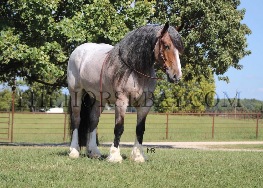 CONWAY | Bay Roan Percheron | Thehorsebay.com