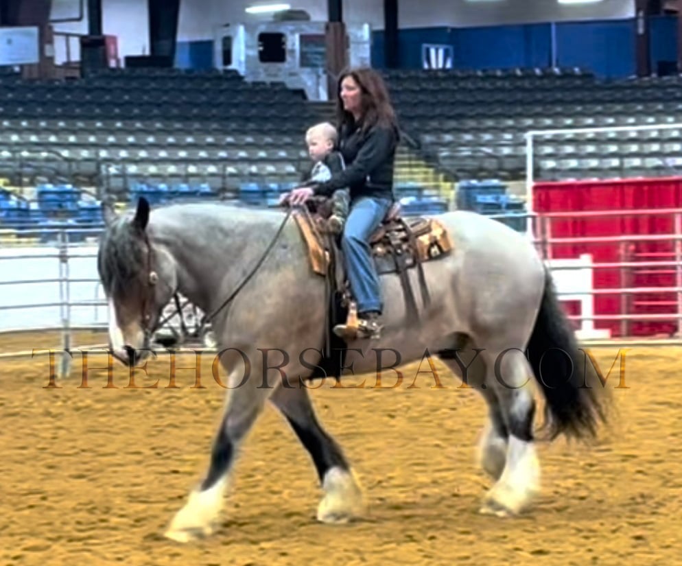 CONWAY | Bay Roan Percheron | Thehorsebay.com