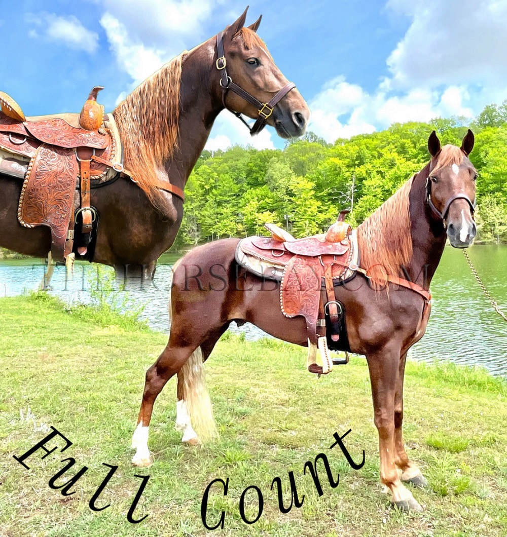 Full Count | TWH Gelding | Thehorsebay.com
