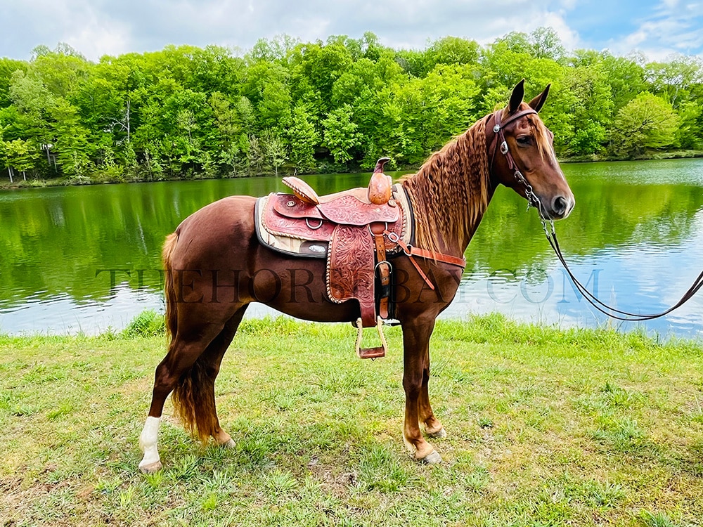 Queen B | Thehorsebay.com