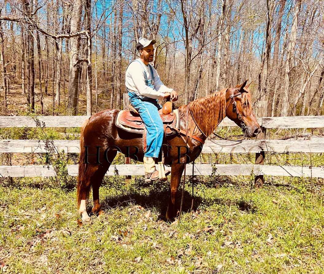 Queen B | Thehorsebay.com