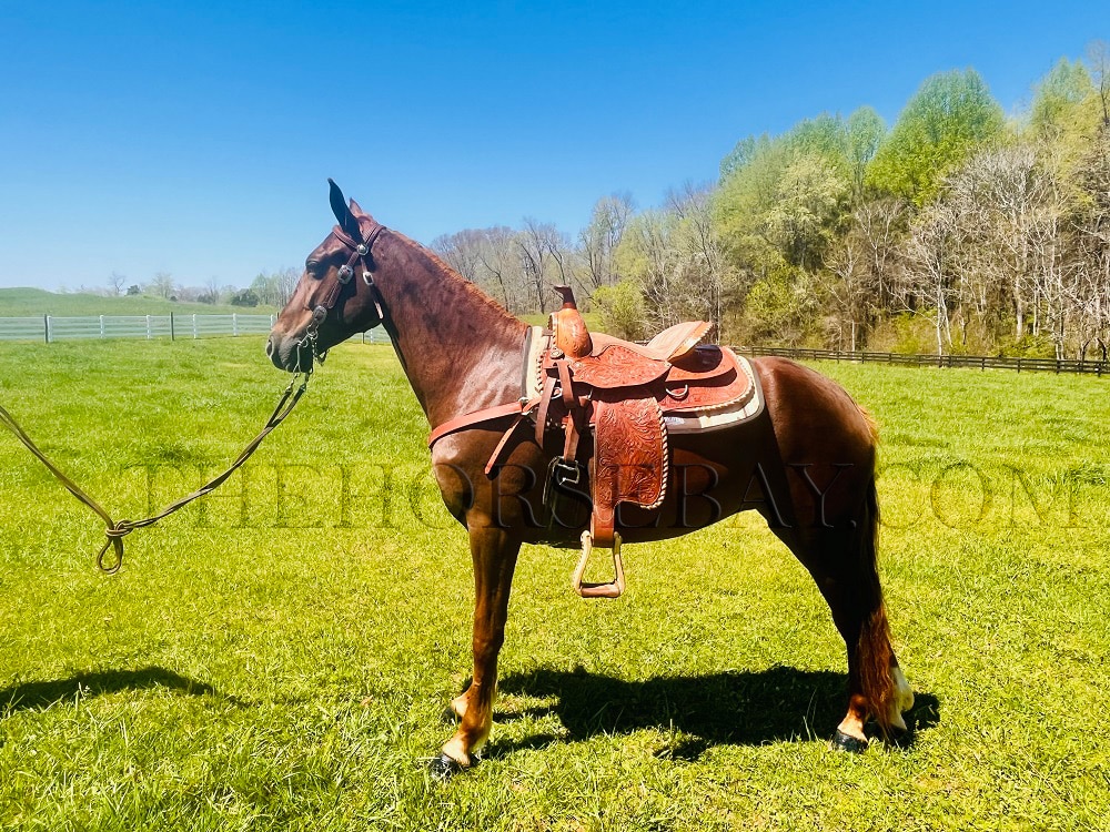 Queen B | Thehorsebay.com