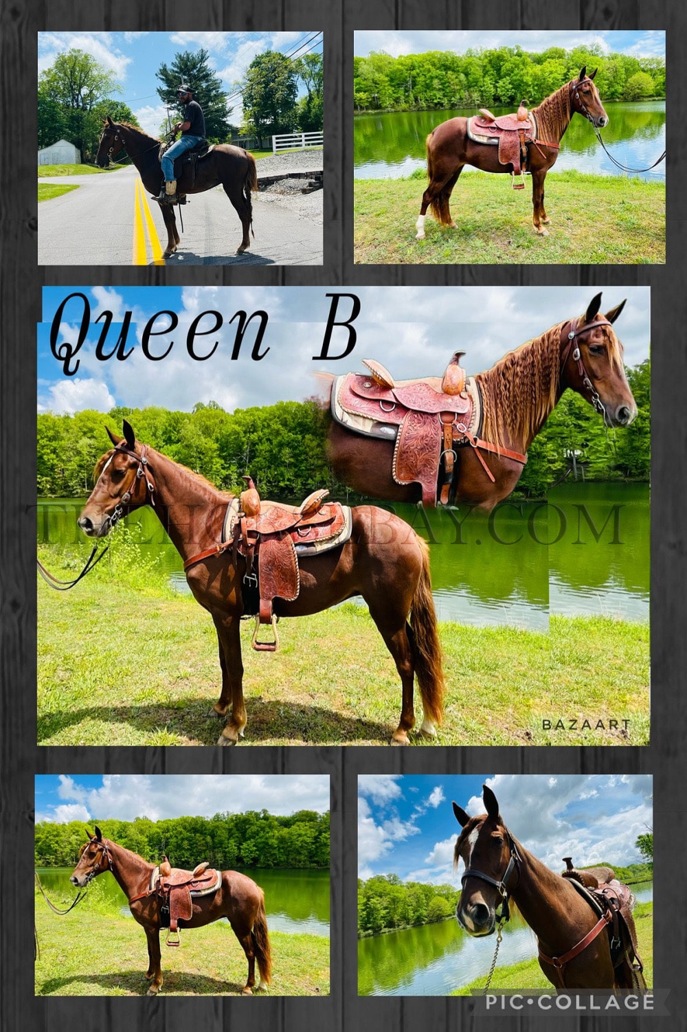 Queen B | Thehorsebay.com