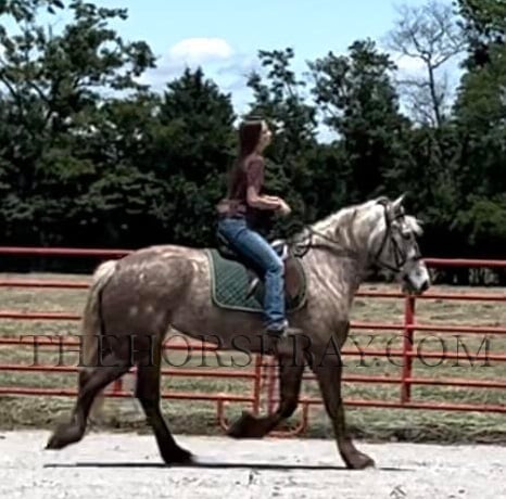 Scarlett | Quarter Horse Percheron Cross | Thehorsebay.com