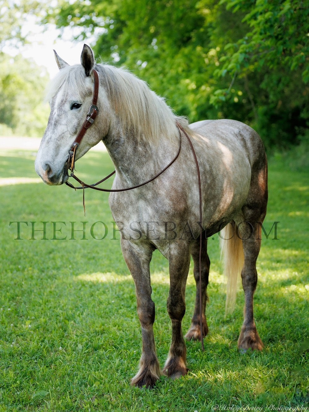 Cruz Percheron